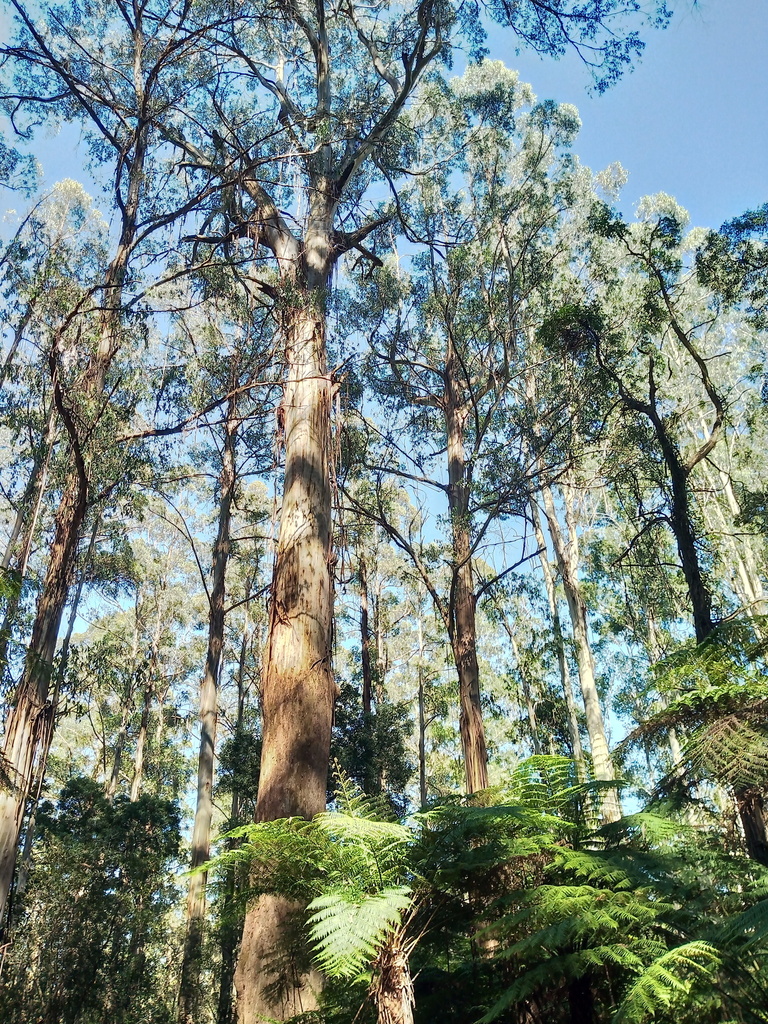 Australian Mountain Ash from Melbourne VIC, Australia on February 1 ...
