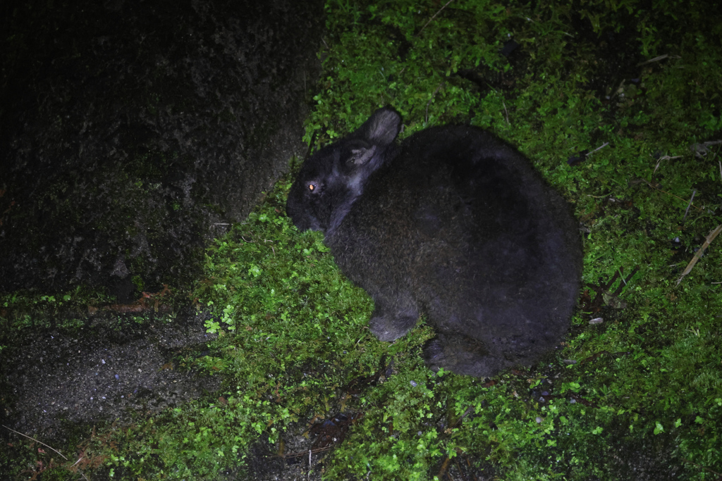 Amami Rabbit in January 2025 by Charley Hesse · iNaturalist