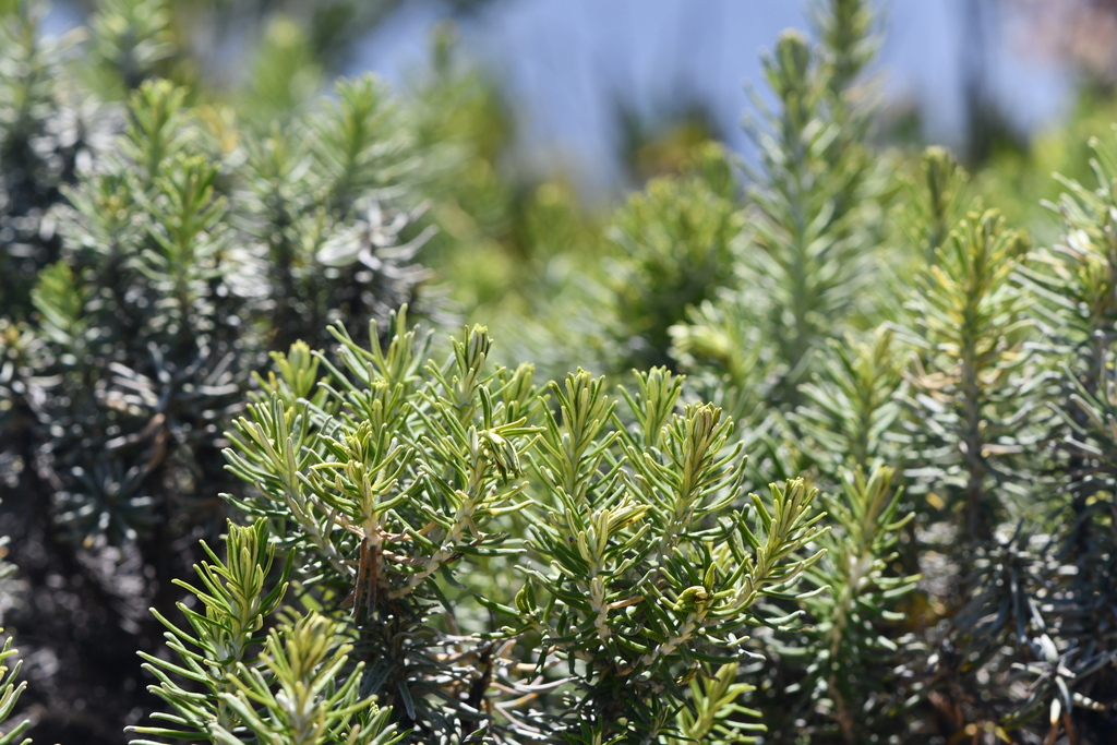Coast Everlasting from Yambuk (Public Purposes Reserve) VIC 3285 ...