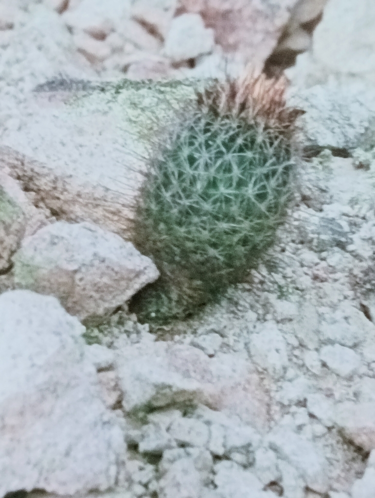Coryphantha clavata in April 2009 by Jesús Manuel Martínez-Calderas ...