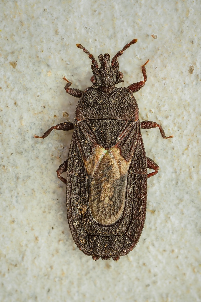 Neuroctenus from Pelawatte, Ruhunupura, Sri Lanka on February 4, 2025 at 11:44 AM by Roman ...