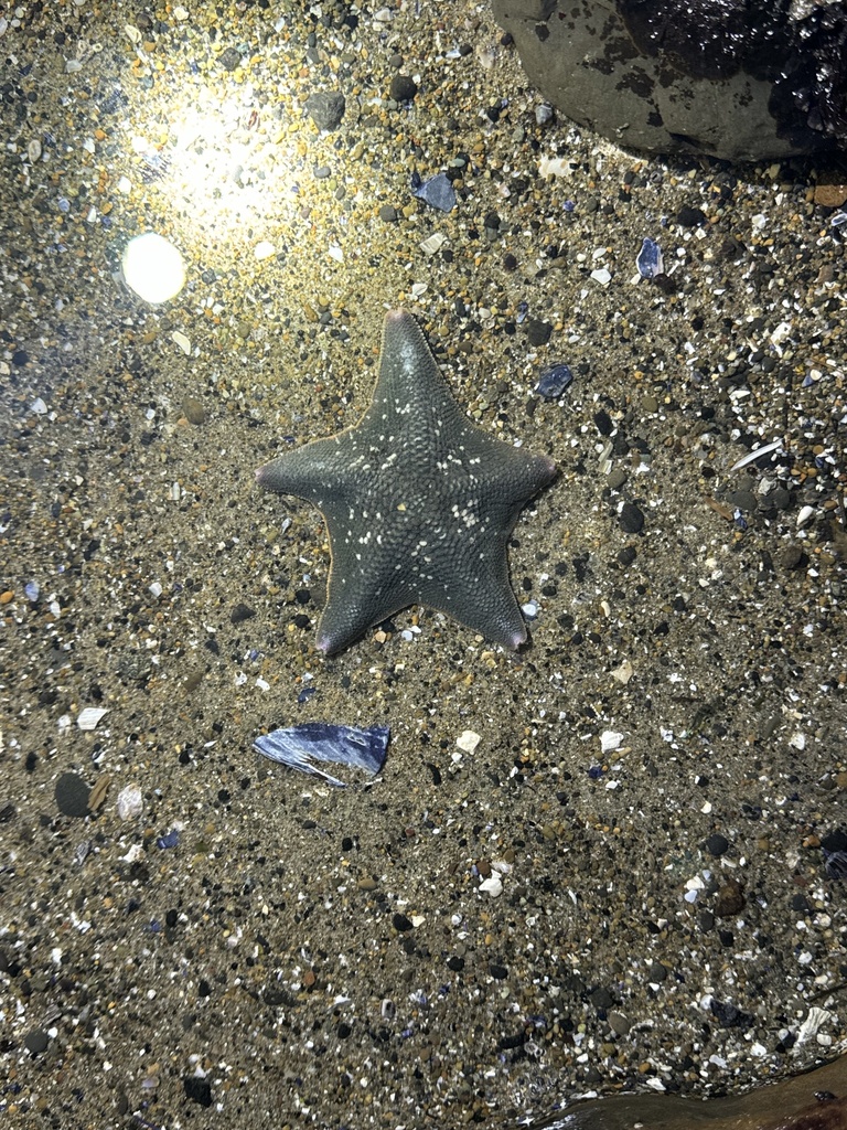 Bat Star from Boiler Bay, OR, US on January 28, 2025 at 05:41 PM by ...