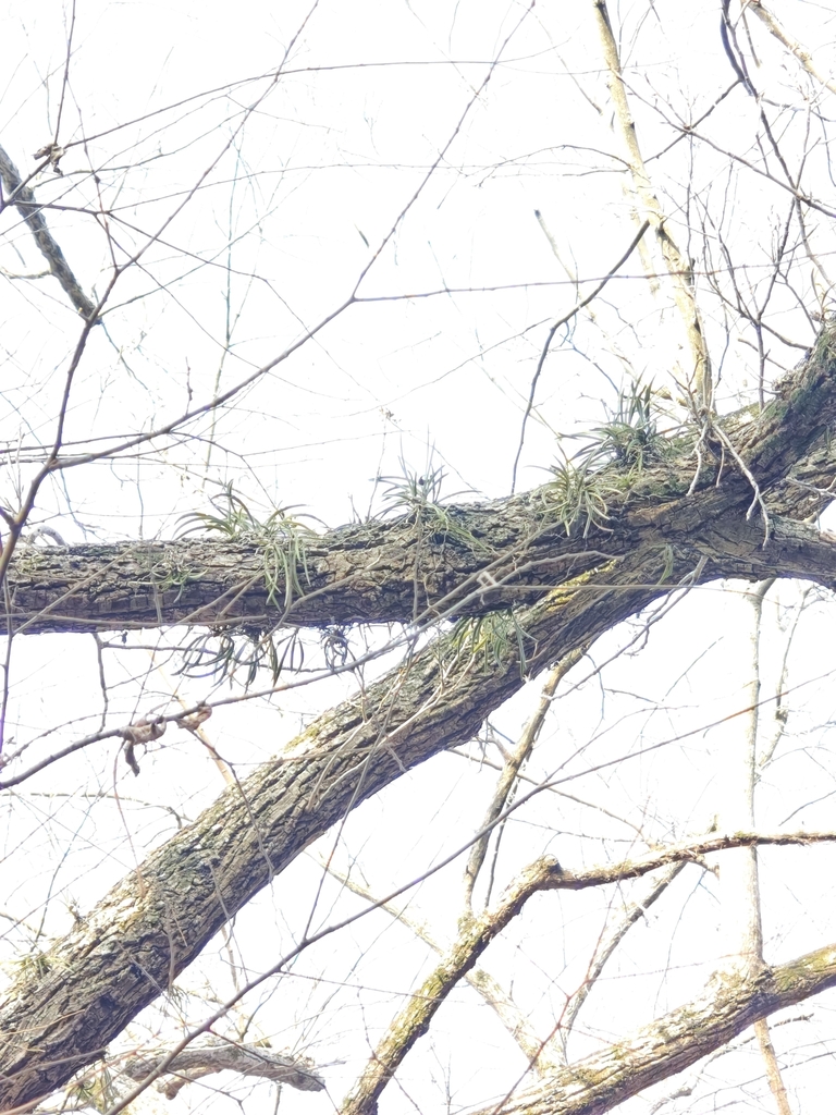Samurai orchid in February 2025 by 李博恒 · iNaturalist