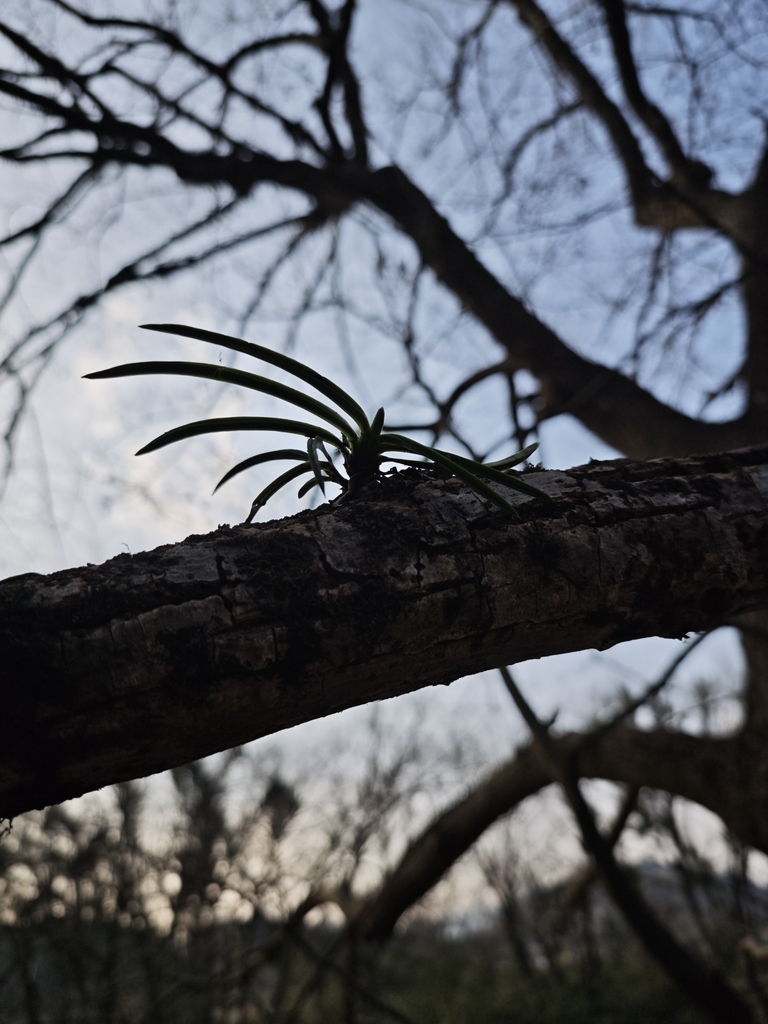 Samurai orchid in February 2025 by 李博恒 · iNaturalist
