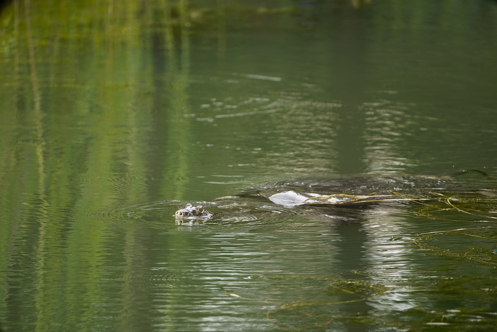 Yangtze Giant Softshell Turtle in September 2023 by tianyang · iNaturalist
