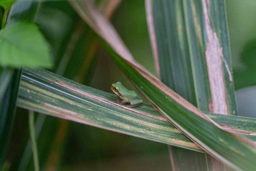 Common Chinese Tree Frog from 江苏, CN on July 23, 2023 at 03:18 PM by ...