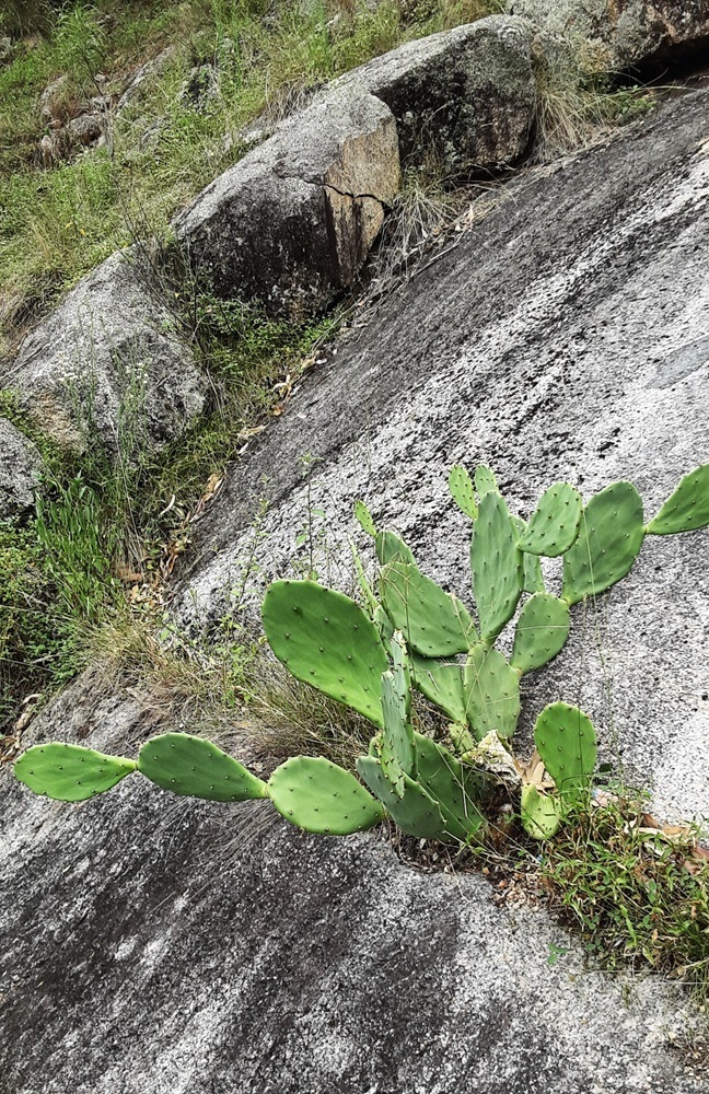 beach prickly pear from Ganbenang NSW 2790, Australia on January 31 ...