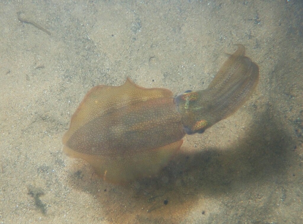 Southern Reef Squid from Sydney NSW, Australia on February 4, 2025 at ...