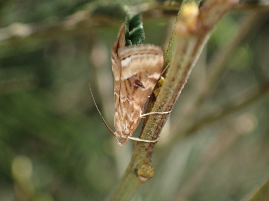 cabbage centre grub from Corinella VIC 3984, Australia on February 4 ...