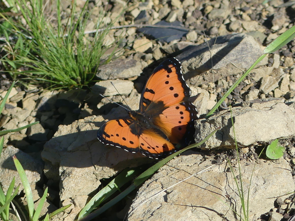 Gaudy Commodore from Marutswa Forest Trail & Boardwalk, South Africa on ...