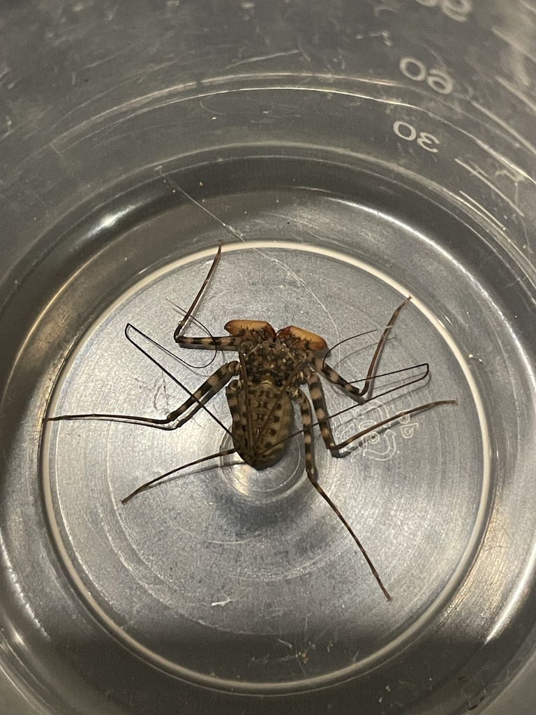 Phrynichus orientalis from Ko Phuket, Amphoe Phuket, Prowincja Phuket ...