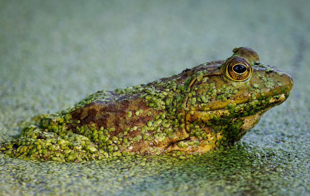 American Bullfrog from S US Highway 85-87, Widefield, CO, US on July 20 ...