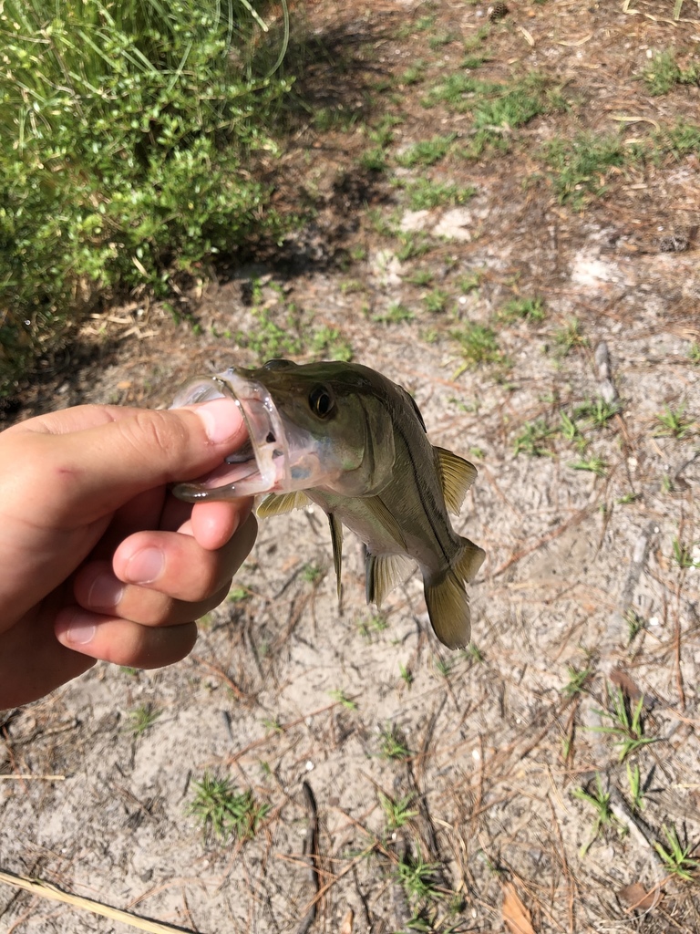 Common Snook from 21–41 Forest Cv, Hilton Head Island, SC, US on August ...