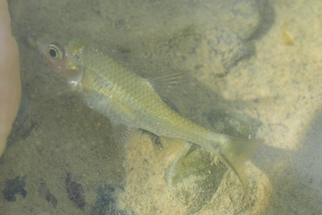 Poropuntius from Na Pho, 老挝 on February 1, 2025 at 03:31 PM by 帕索卡 ...