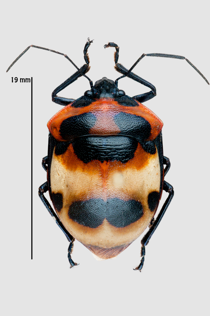 Tea Seed Bug from Doi Hang, Mueang Chiang Rai, Province de Chiang Rai ...