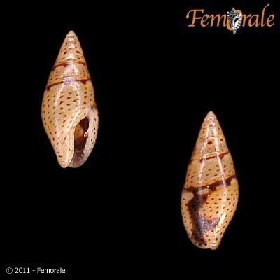 (Mitrella pulchrior)