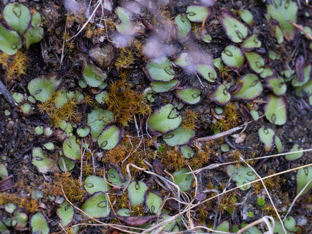 California asterella from San Diego County, CA, USA on February 4, 2025 ...