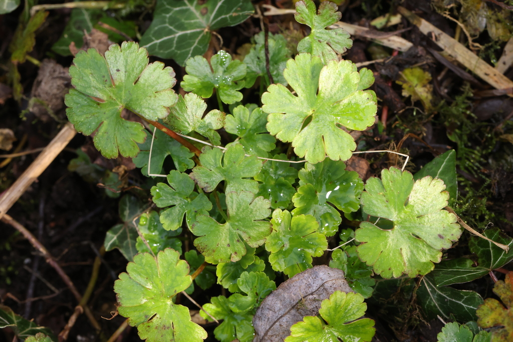 Shining Crane's-bill from Garston Coastal Park, Garston Shore Road ...