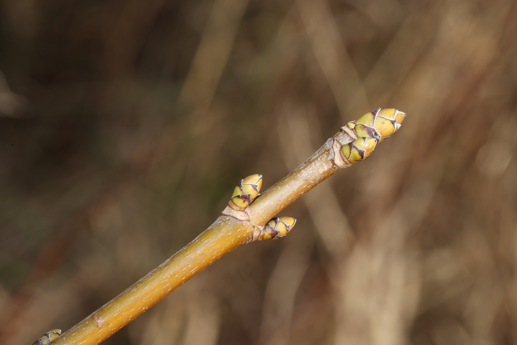 sycamore maple from Garston Coastal Park, Garston Shore Road, Garston ...