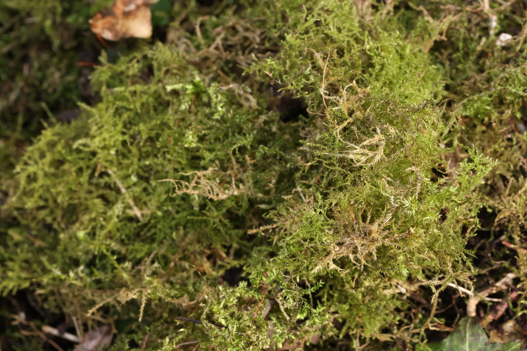 Swartz's Feather-moss from Garston Coastal Park, Garston Shore Road ...