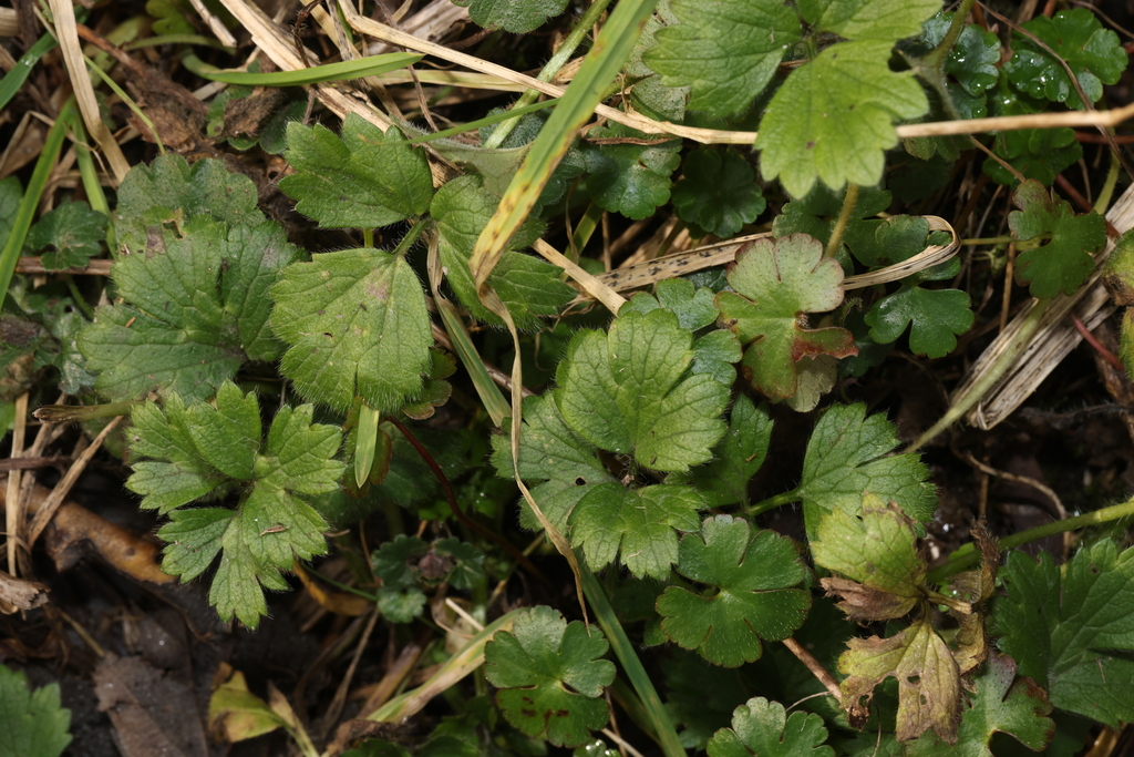 Creeping buttercup from Garston Coastal Park, Garston Shore Road ...