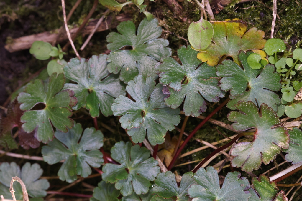 Shining Crane's-bill from Garston Coastal Park, Garston Shore Road ...