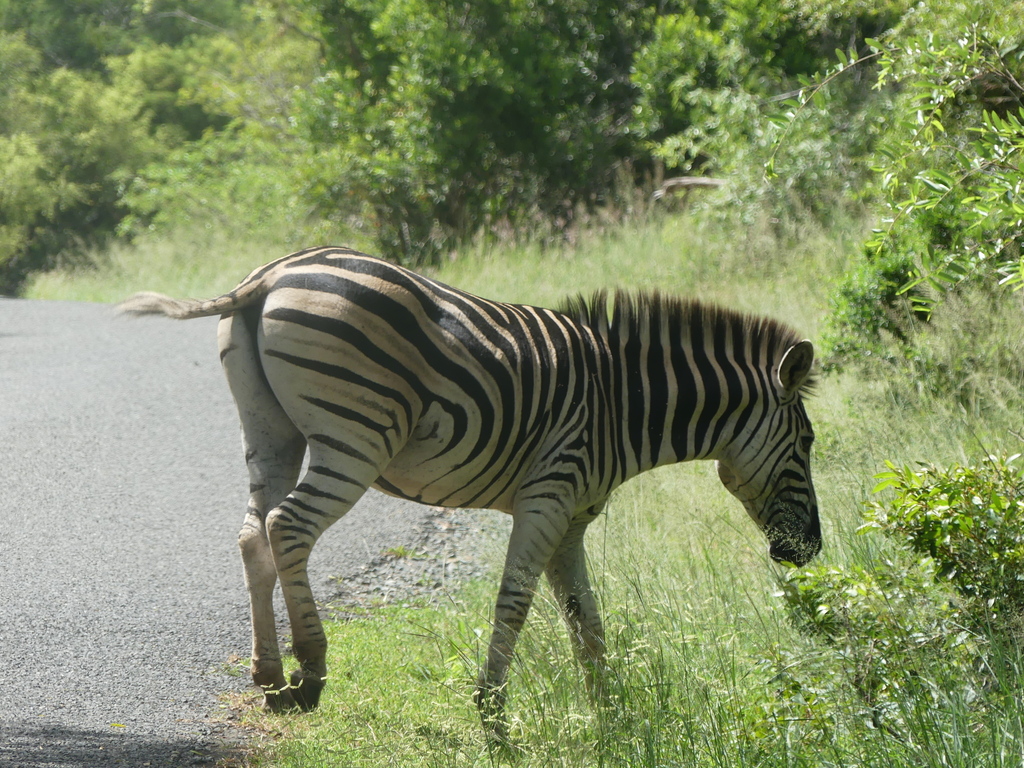 Plains Zebra from MKUZE GAME RESERVE, 5 Kingfisher Ave, eMkhuze, 3965 ...