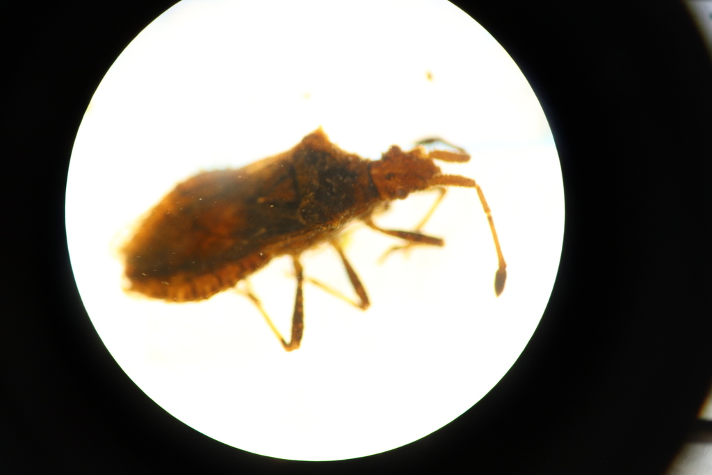 Vilga chilensis from Rebellin on October 10, 2024 at 02:55 PM by ...