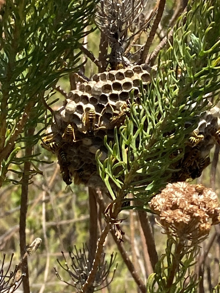 European Paper Wasp from Park Road, Cape Town, Western Cape, ZA on ...