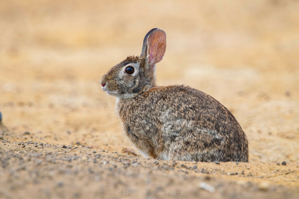 Eastern Cottontail from Hopelchén, Camp., México on February 5, 2025 at ...