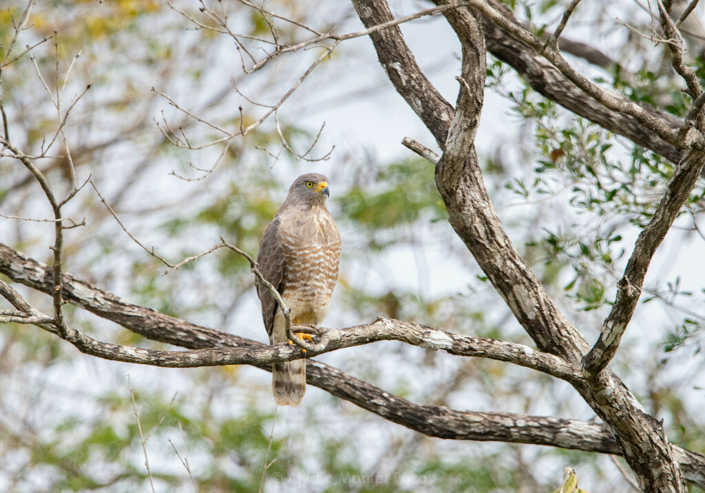 Roadside Hawk from Hopelchén, Camp., México on February 5, 2025 at 09: ...