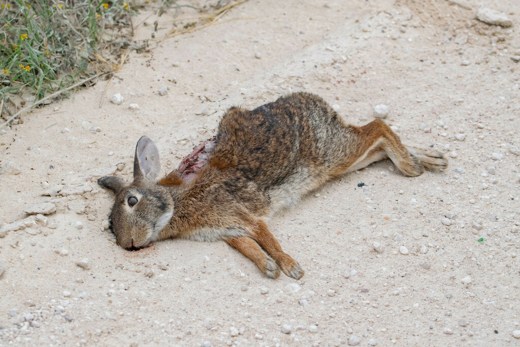 Cottontail Rabbits from Hopelchén, Camp., México on February 5, 2025 at ...