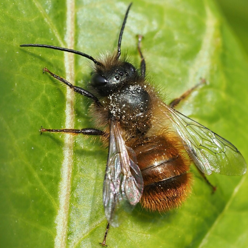 Red Mason Bee from Canterbury, UK on April 20, 2023 at 10:35 AM by ...