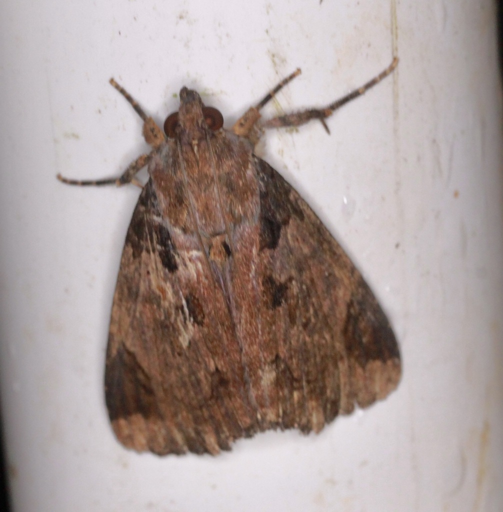 Ercheia dubia from Mount Mellum QLD 4550, Australia on February 5, 2025 ...
