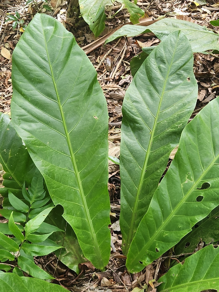 Anthurium salvinii from San Ramón, CR-AL, CR on February 5, 2025 at 09: ...