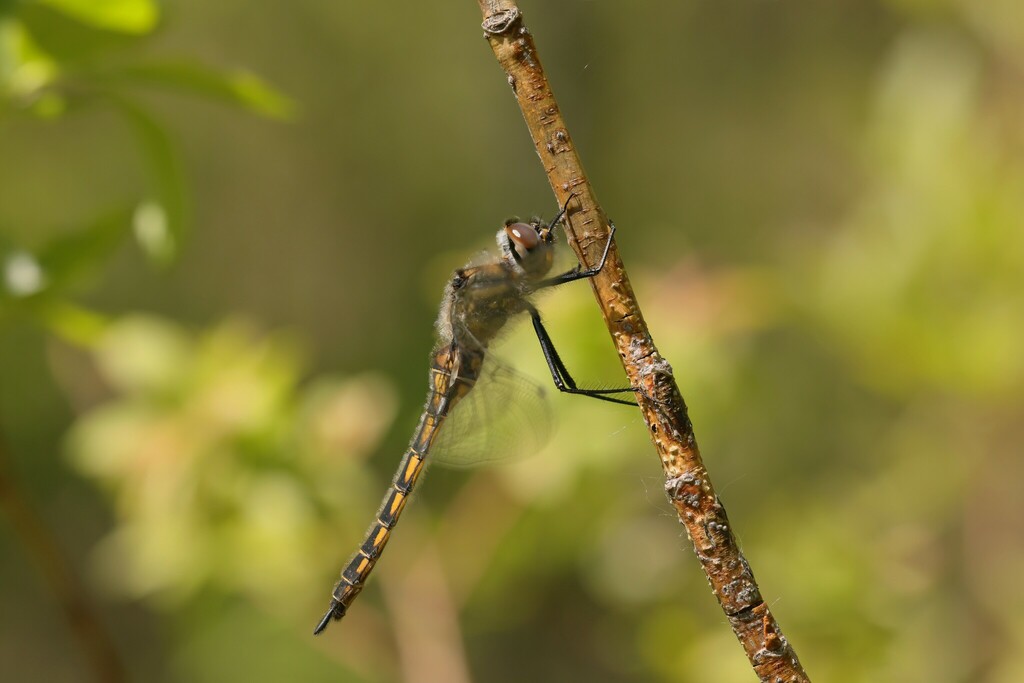 Spiny Baskettail from Kuhnen Park Near Blackfalds Alberta Canada on ...