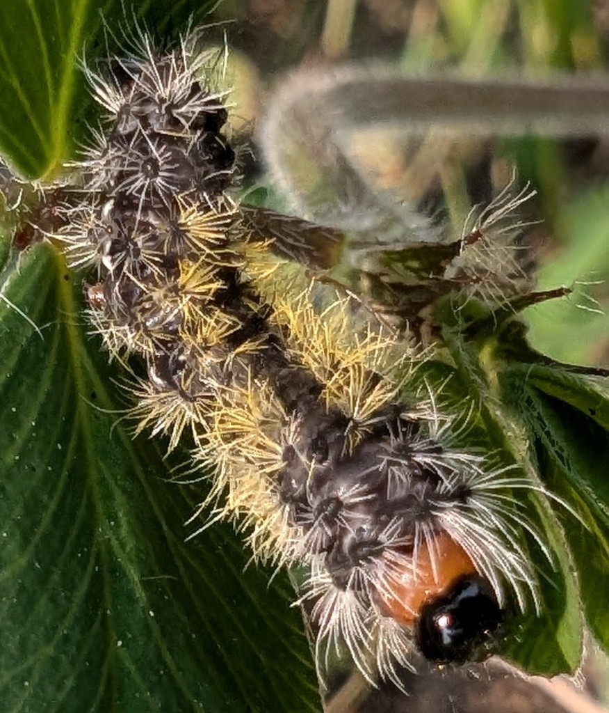 Virginia Ctenucha Moth from Seddons Corner, MB R0E 1X0, Canada on ...