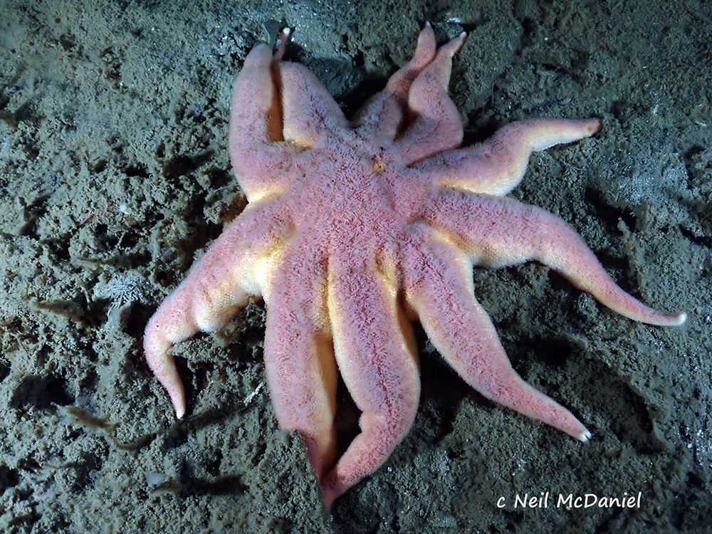 Purple Sun Star from Greenway Sound, BC, Canada on May 16, 2021 at 06: ...
