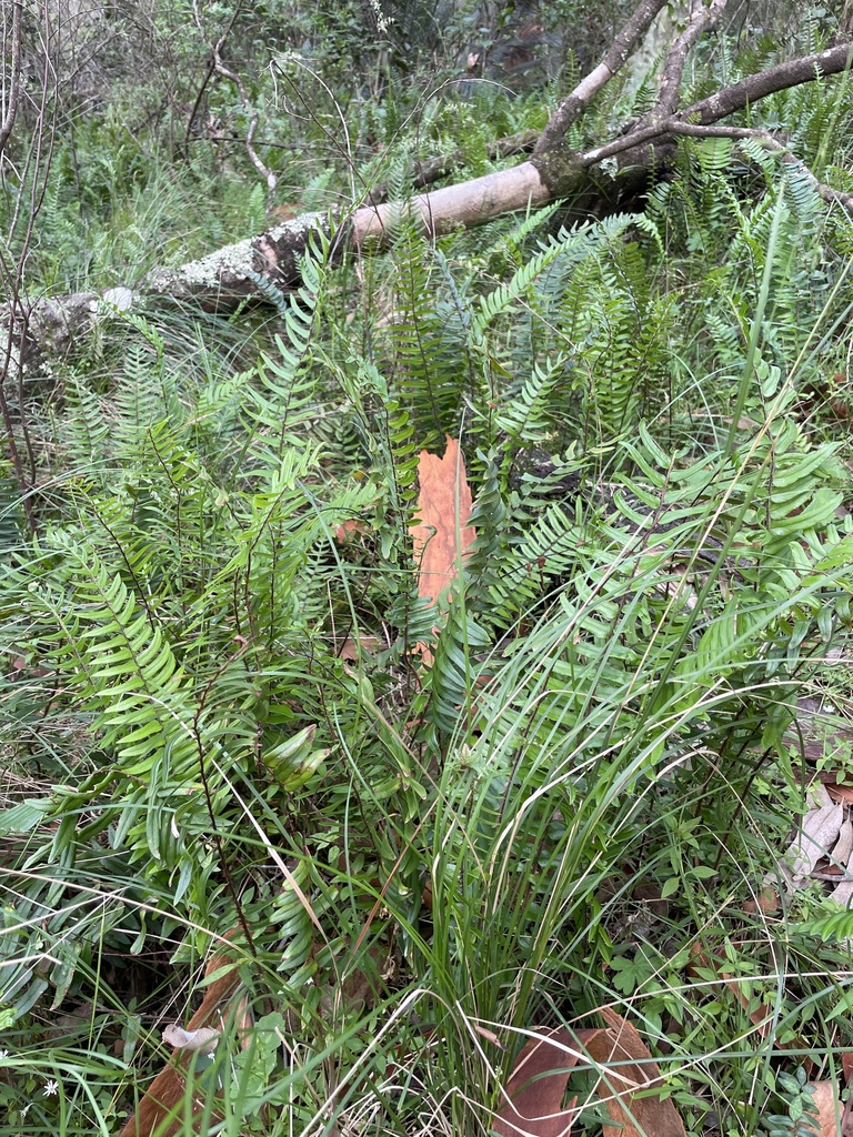 Sickle Fern from Bodalla State Forest, Narooma, NSW, AU on February 6 ...