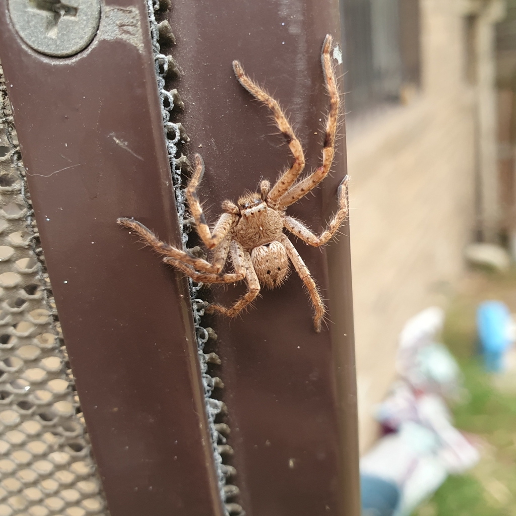 Isopedella in February 2025 by habitathabits · iNaturalist