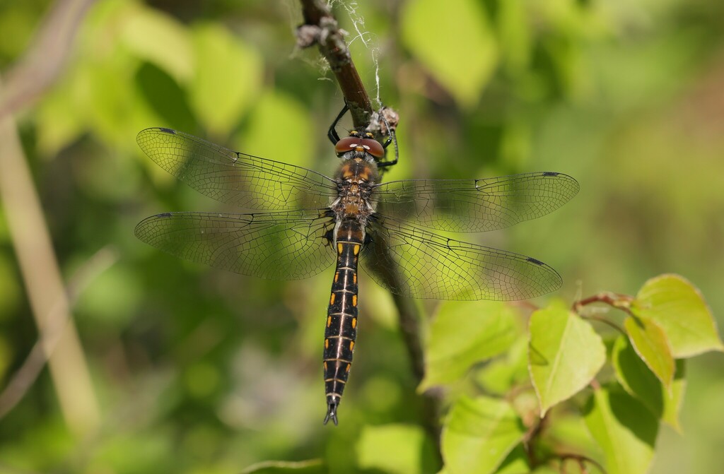 Spiny Baskettail from Kuhnen Park Near Blackfalds Alberta Canada on ...
