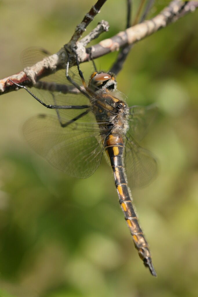 Spiny Baskettail from Kuhnen Park Near Blackfalds Alberta Canada on ...