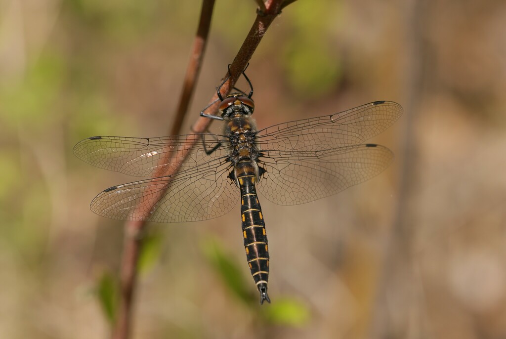 Spiny Baskettail from Kuhnen Park Near Blackfalds Alberta Canada on ...
