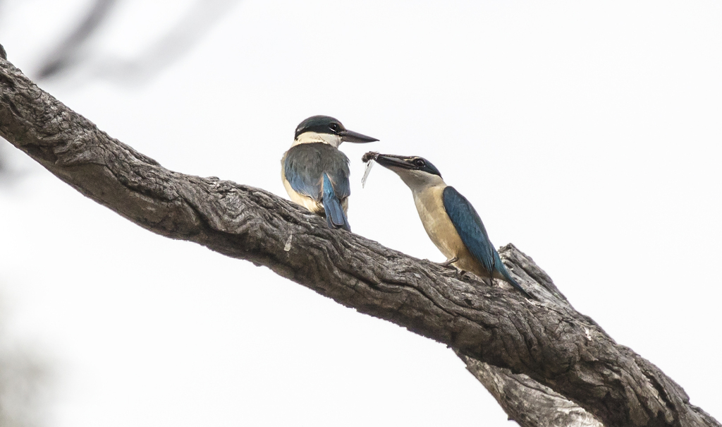 Sacred Kingfisher from Cannawigara SA 5268, Australia on November 30 ...