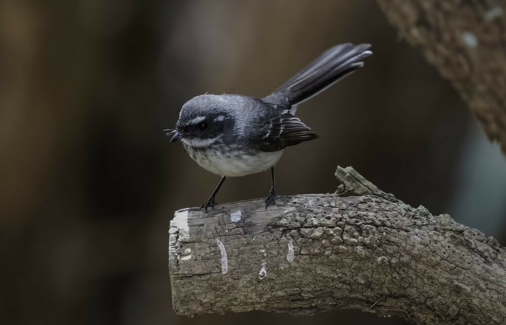 Grey Fantail from Bool Lagoon SA 5271, Australia on December 5, 2016 by ...