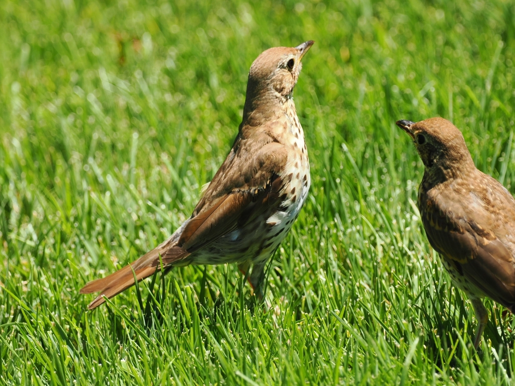 Song Thrush from Hamilton Gardens, Hamilton East, Hamilton 3216, New ...