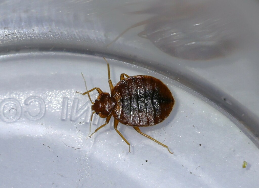 Common Bed Bug from R, 70987 Crucecita, Oax., Mexico on January 28 ...