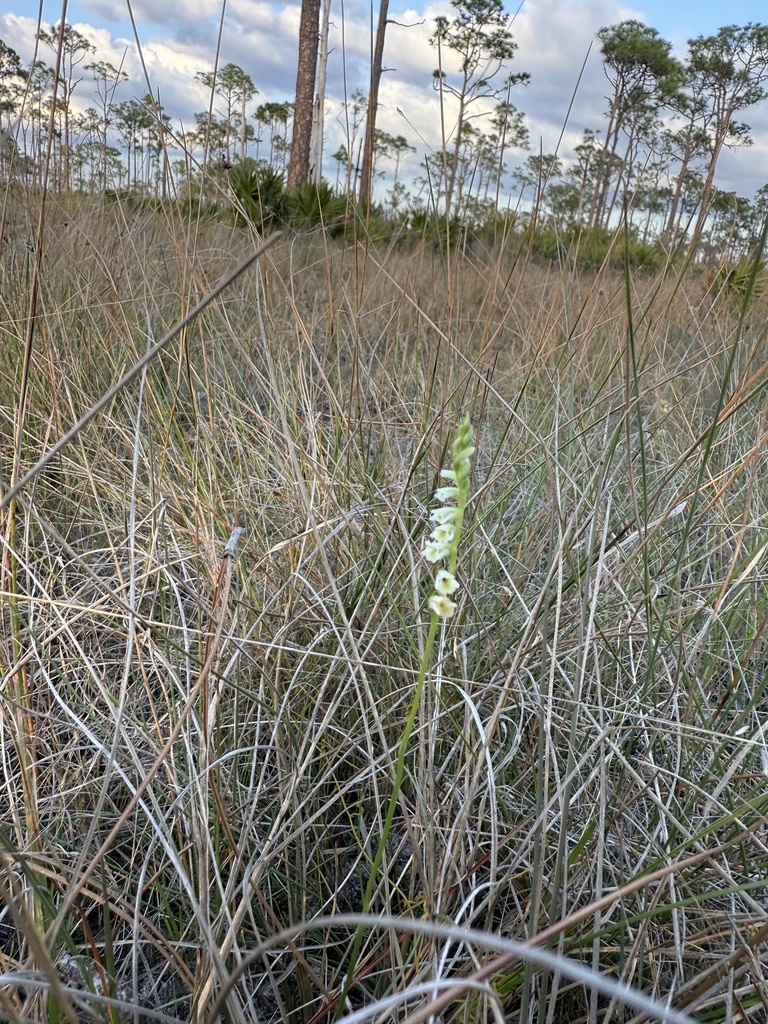 Texas Ladies-tresses in February 2025 by Jake Antonio Heaton · iNaturalist