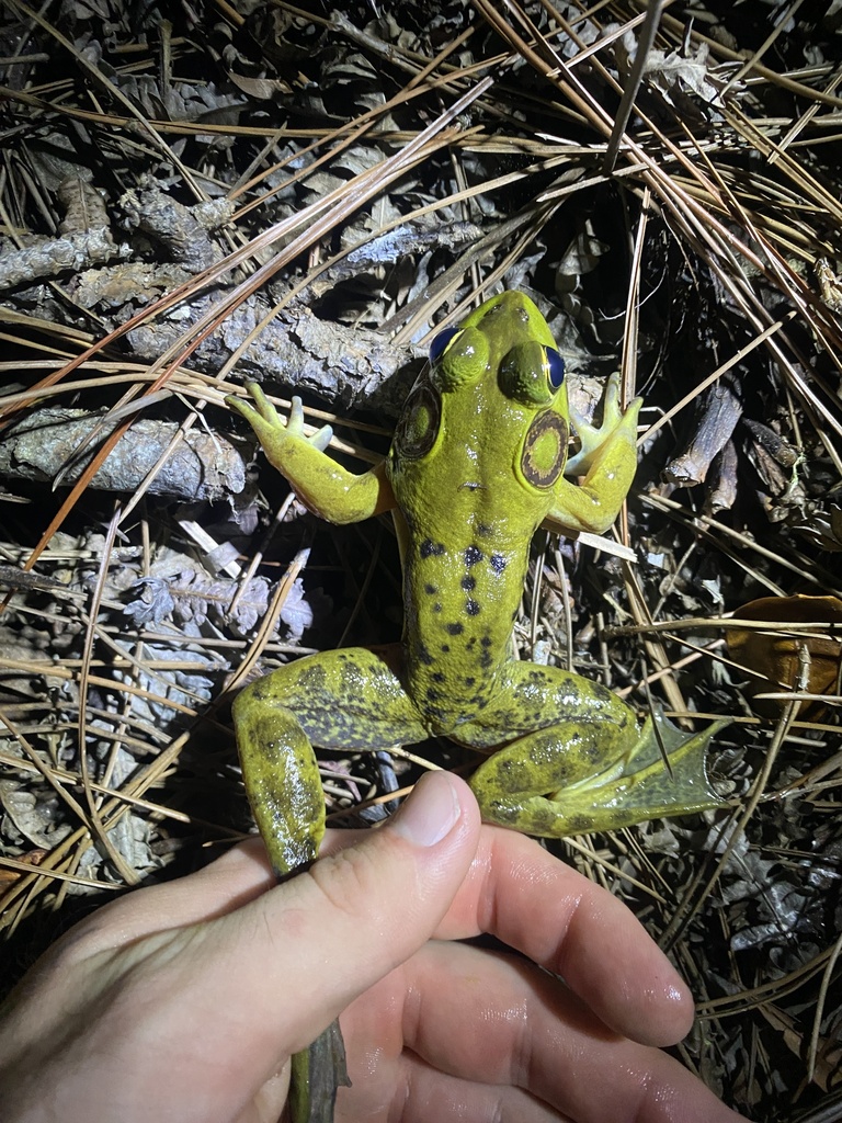 Pig Frog from University of Central Florida, Orlando, FL, US on ...