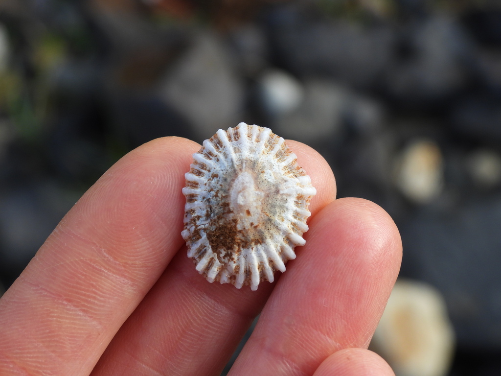 Denticulated Siphon Shell from Sandbar NSW 2428, Australia on February ...